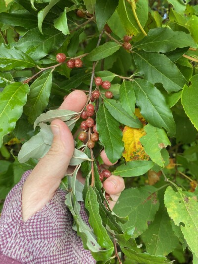 Foraging Autumn Olive (Elaeagnus umbellata) — Practical Self Reliance