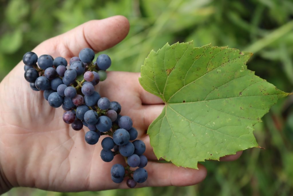 Foraging Wild Grapes (Vitis Sp.) — Practical Self Reliance