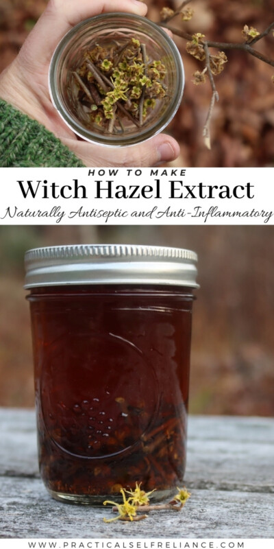 How to Make Witch Hazel Extract — Practical Self Reliance
