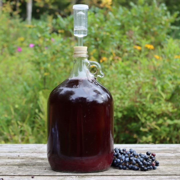 Wild Grape Wine (& Mead) — Practical Self Reliance