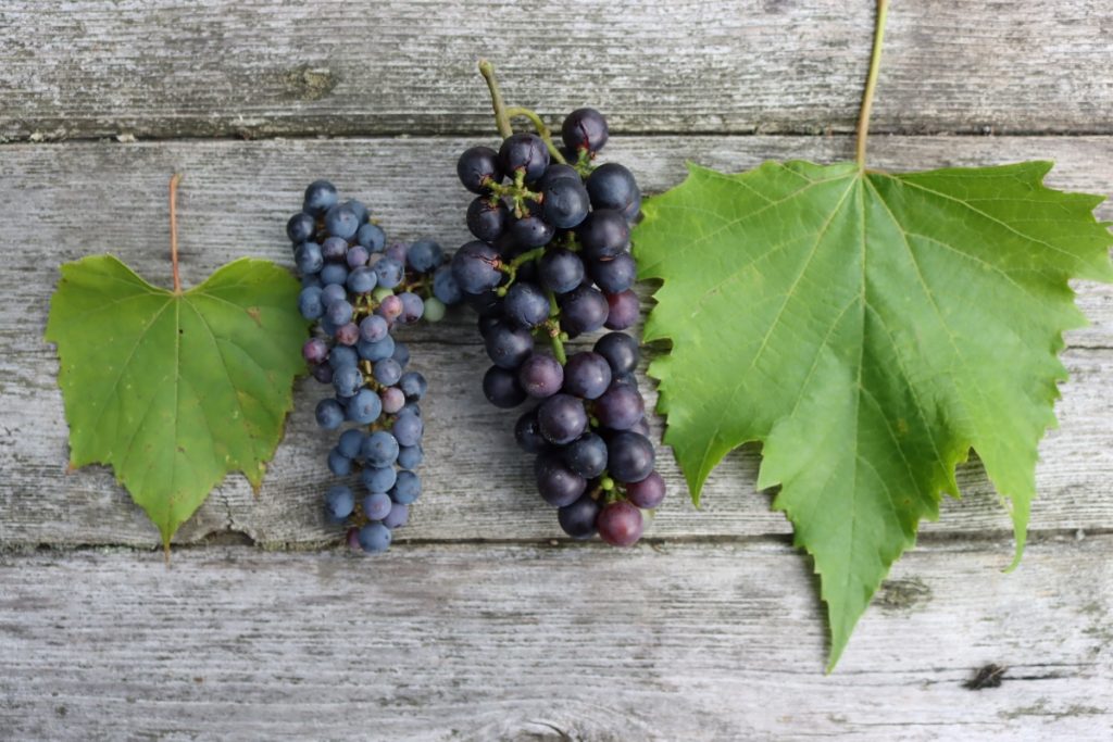 Wild Grape Wine (& Mead) — Practical Self Reliance