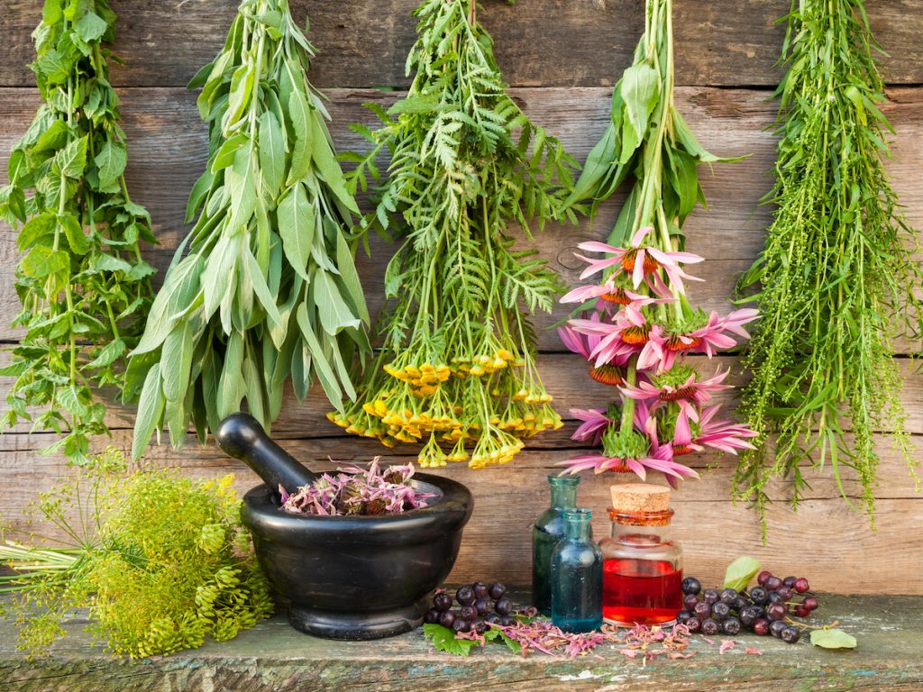 100+ Medicinal Plants and Their Uses — Practical Self Reliance