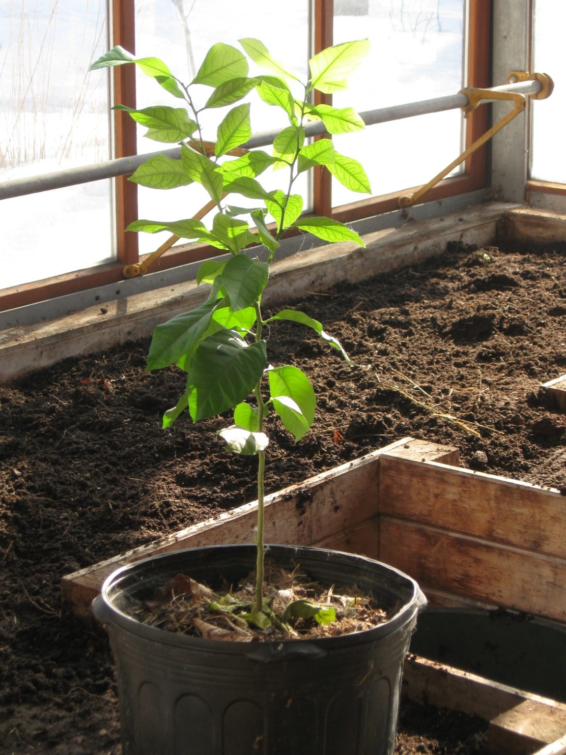 Growing Lemon Trees from Seed — Practical Self Reliance