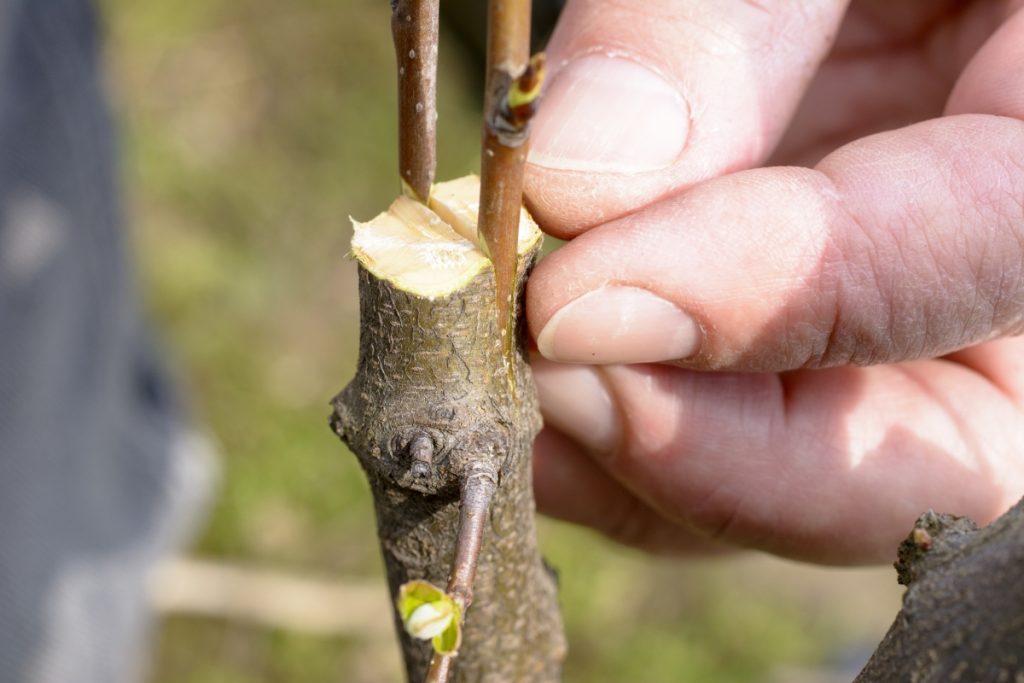 How to Graft Fruit Trees — Practical Self Reliance