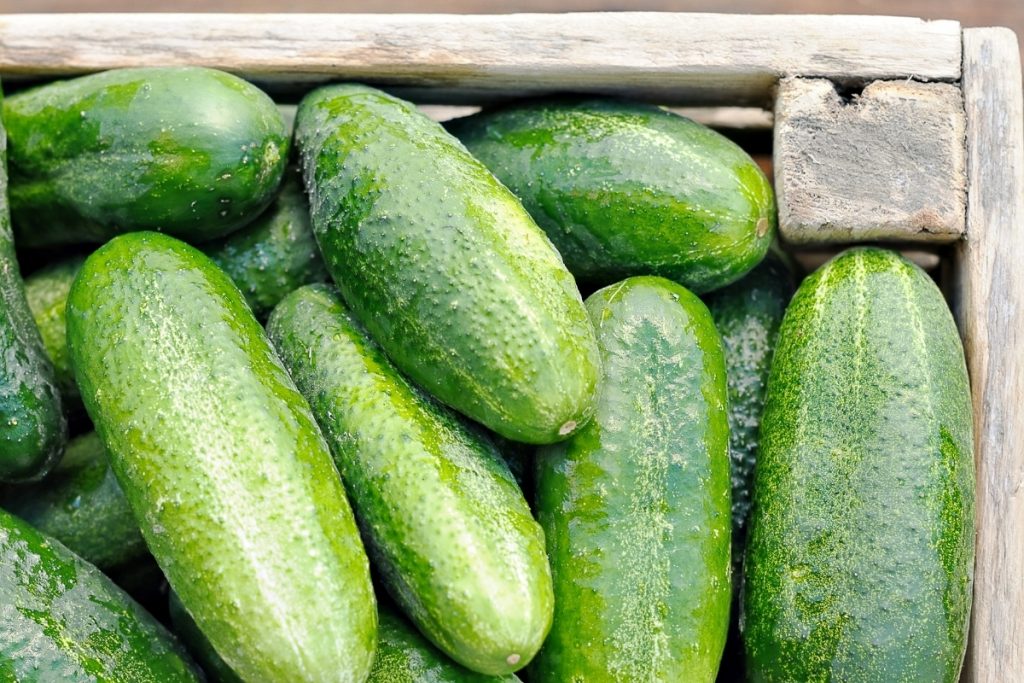15+ Ways to Preserve Cucumbers — Practical Self Reliance