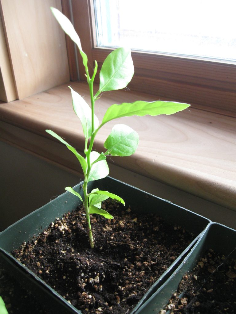 Growing Lemon Trees from Seed — Practical Self Reliance