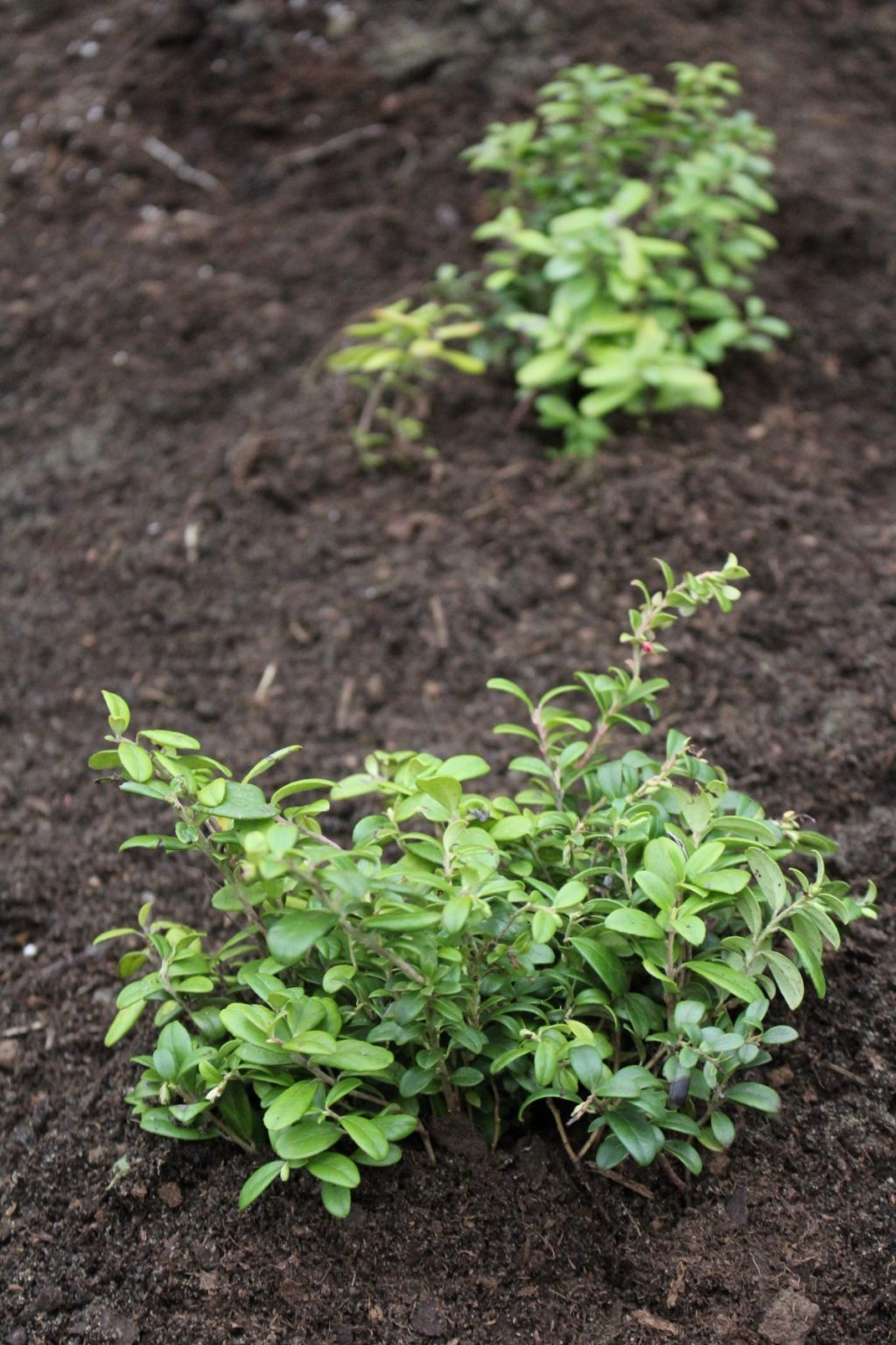 How to Grow Lingonberries — Practical Self Reliance