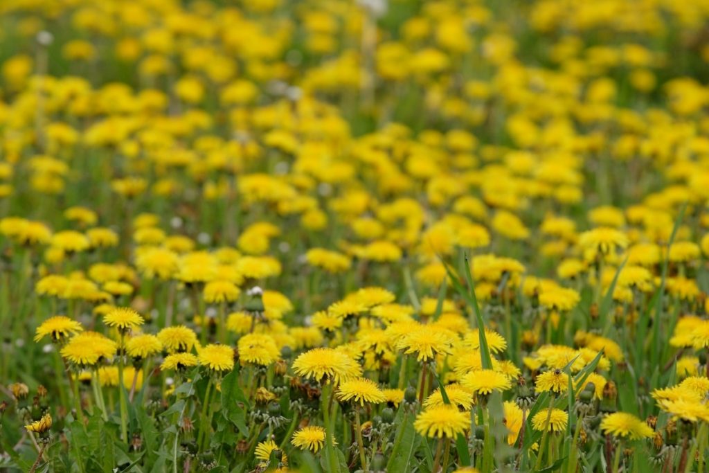 Foraging Dandelions (& Ways to Use Them) — Practical Self Reliance