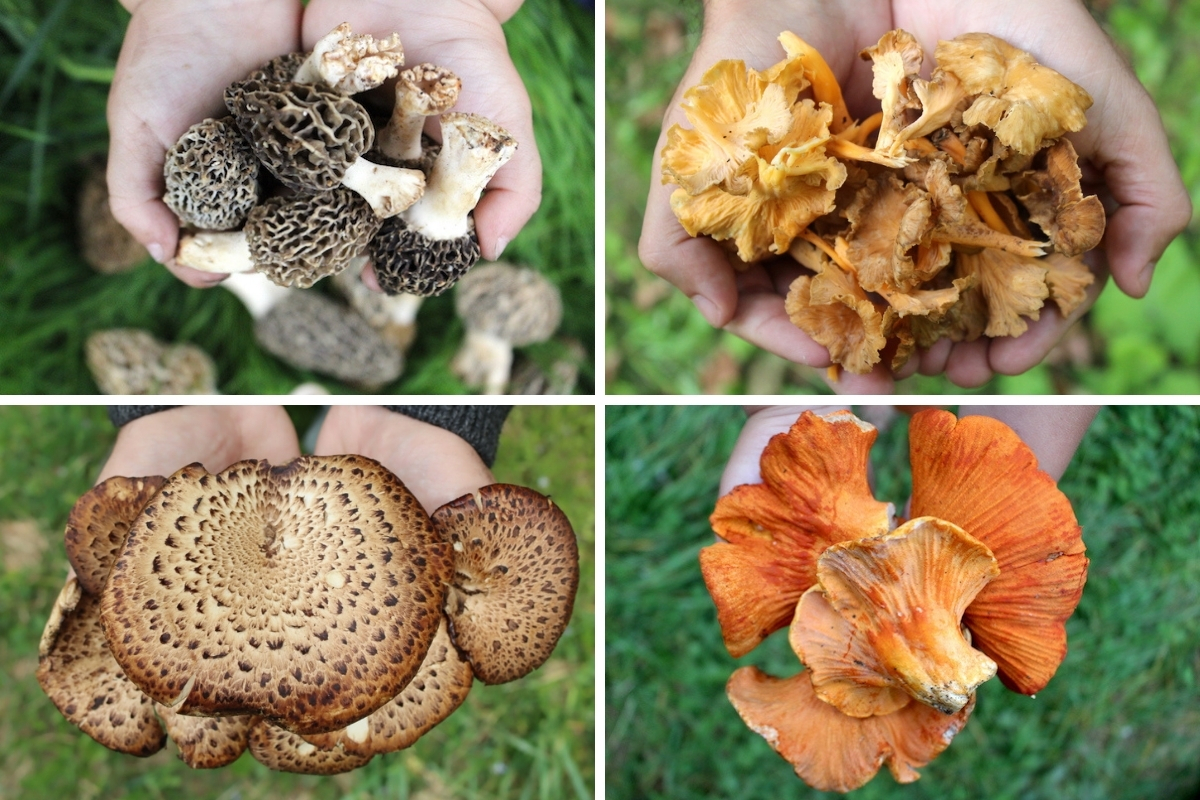 13 Edible Wild Mushrooms For Beginners Practical Self Reliance