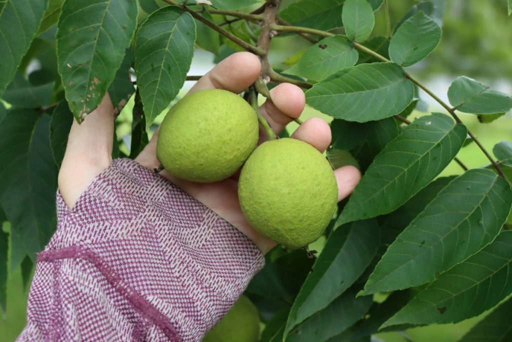 25+ Edible Trees (& How to Use Them) — Practical Self Reliance