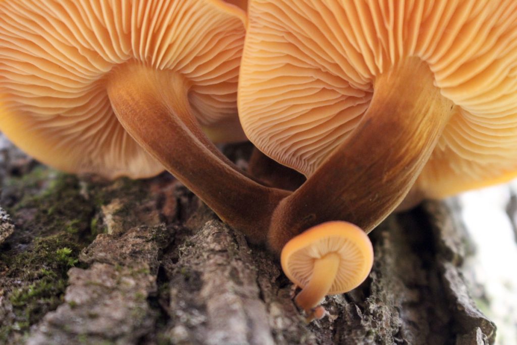 Foraging Wild Enoki Mushrooms (Flammulina velutipes) — Practical Self ...