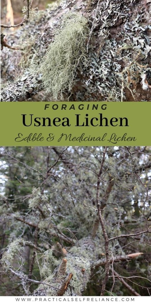 Foraging Usnea Lichen (Edible & Medicinal) — Practical Self Reliance