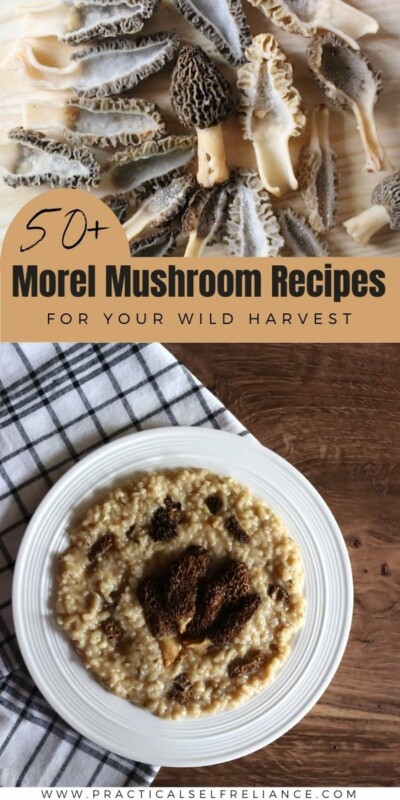 50+ Morel Mushroom Recipes for Your Wild Harvest — Practical Self Reliance