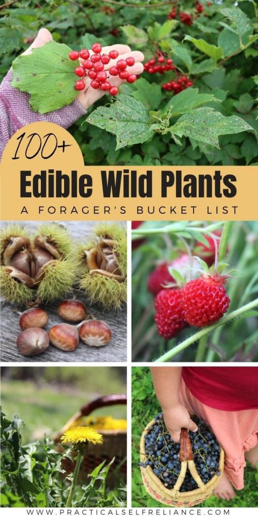 100+ Wild Edible Plants to Forage ~ Forager's Bucket List — Practical ...