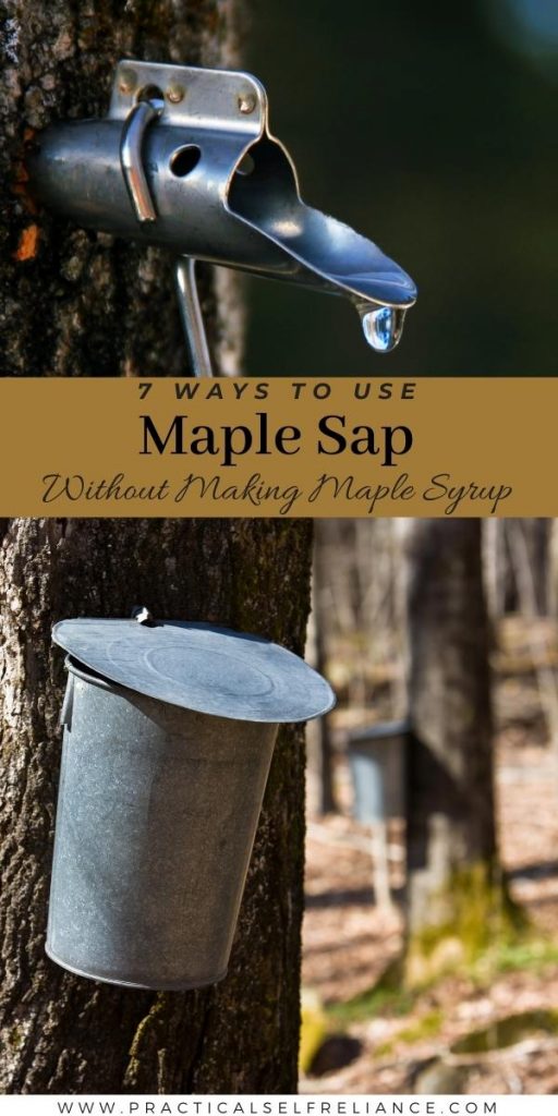 7 Ways to Use Maple Sap (Besides Making Maple Syrup) — Practical Self ...