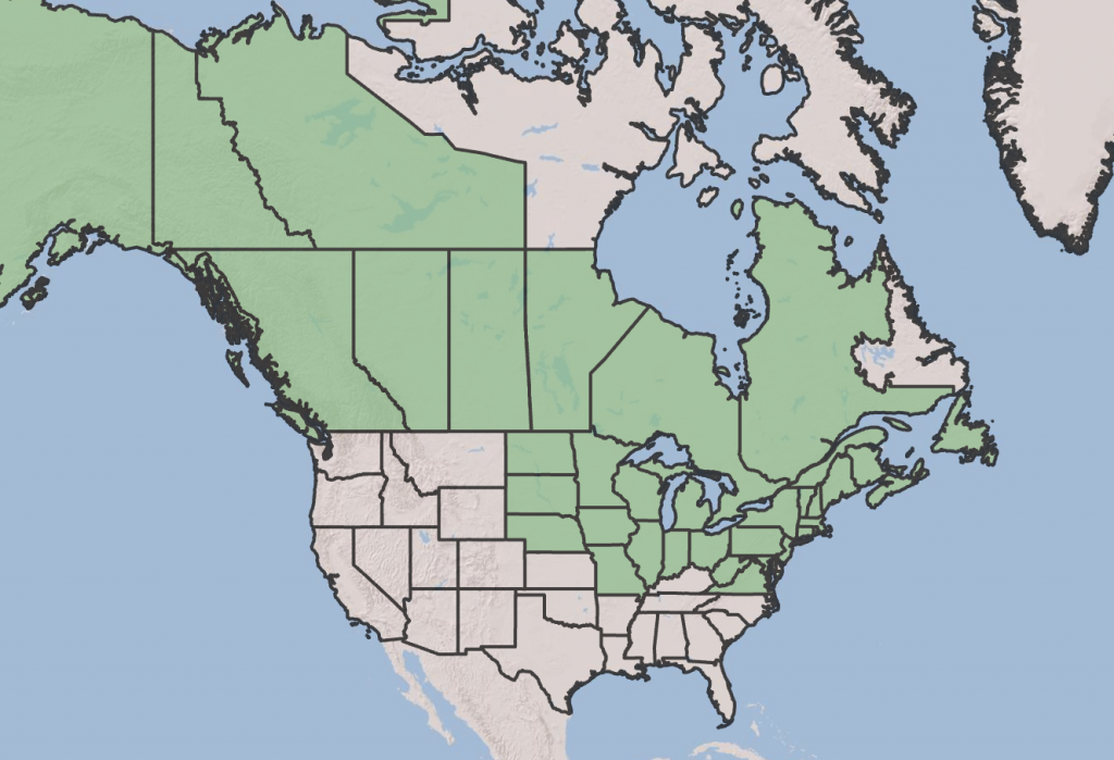 Foraging Fiddlehead Ferns (Matteuccia struthiopteris) — Practical Self ...