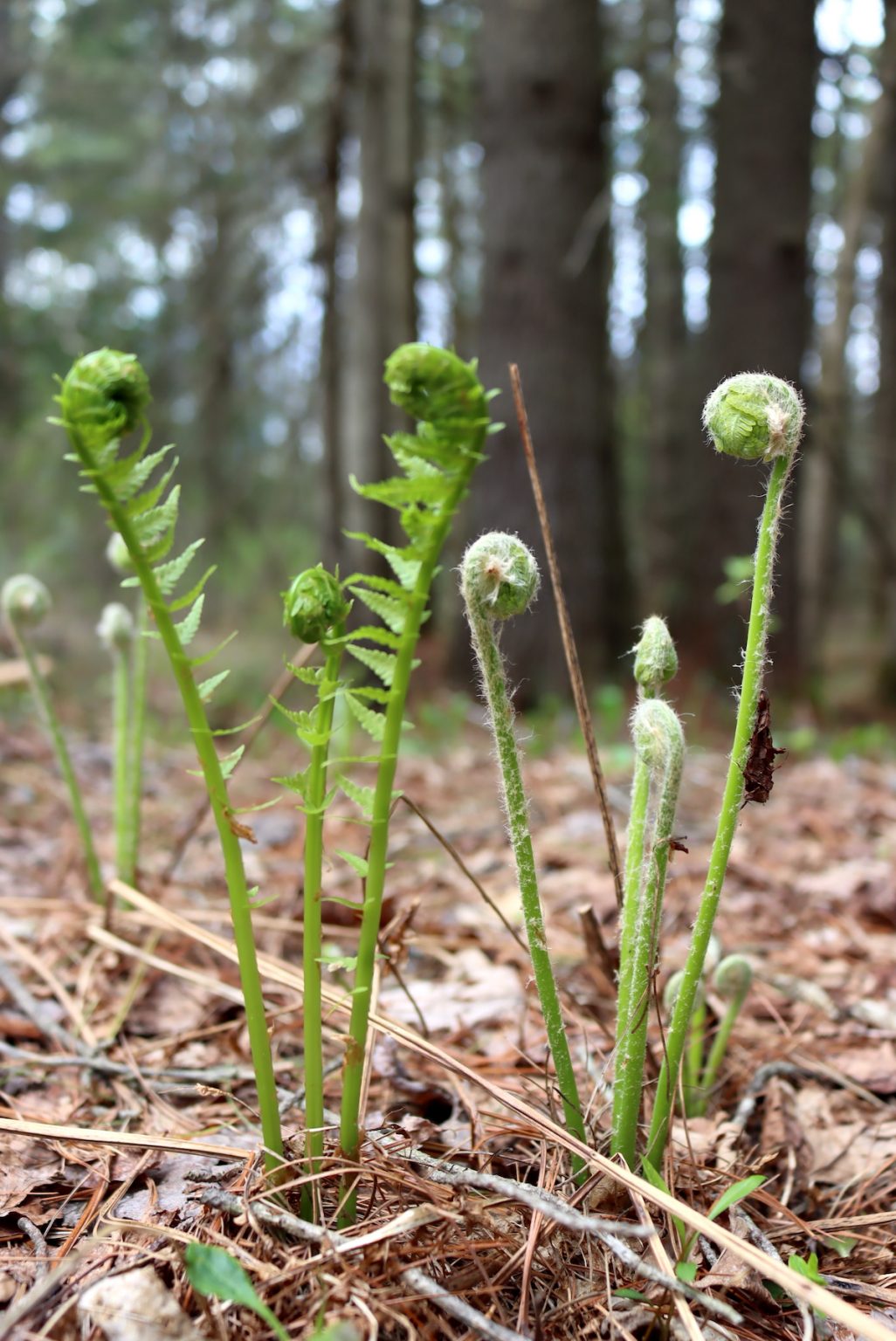 Foraging Fiddlehead Ferns (Matteuccia struthiopteris) — Practical Self ...