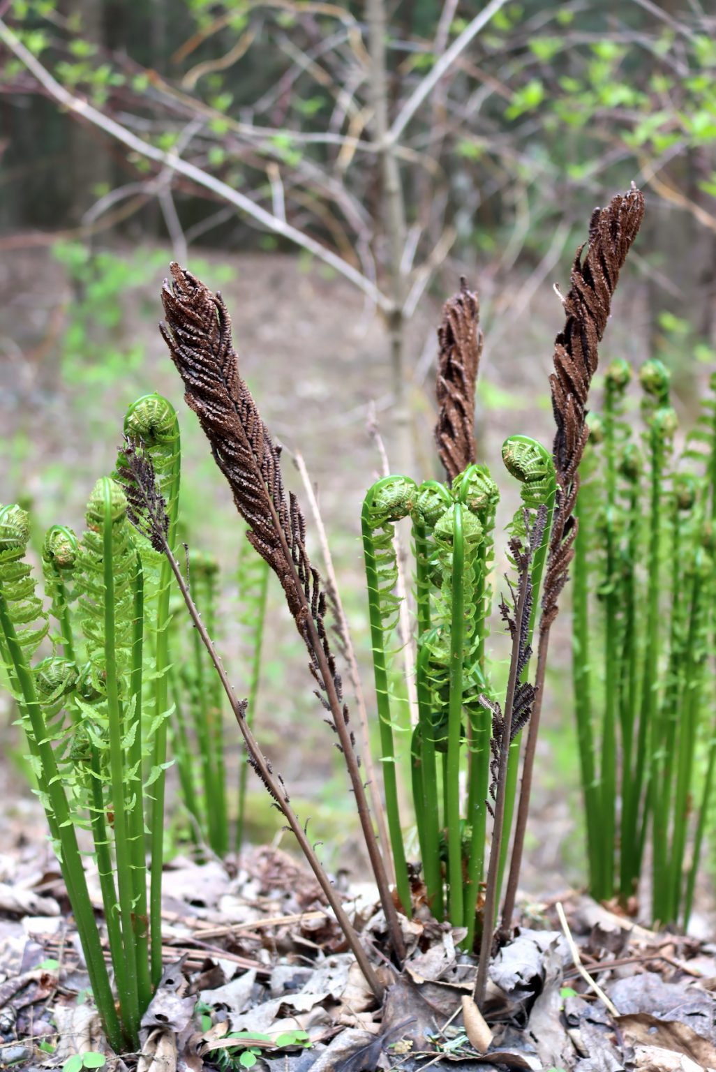 Foraging Fiddlehead Ferns (Matteuccia struthiopteris) — Practical Self ...