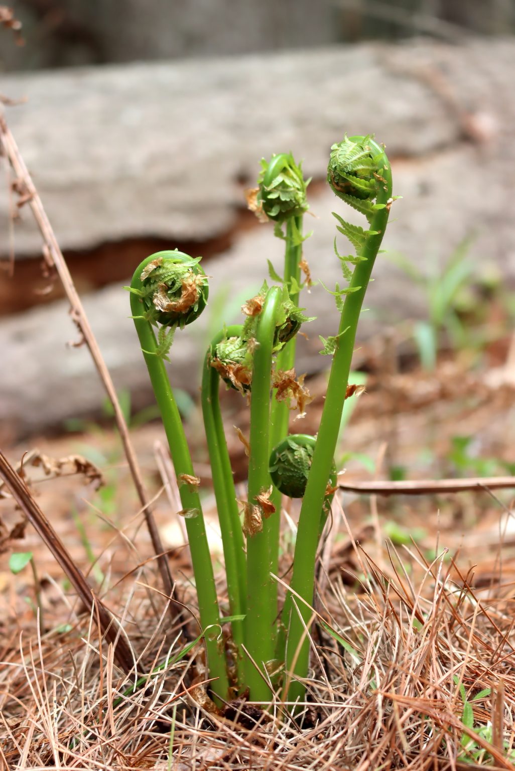 Foraging Fiddlehead Ferns (Matteuccia struthiopteris) — Practical Self ...