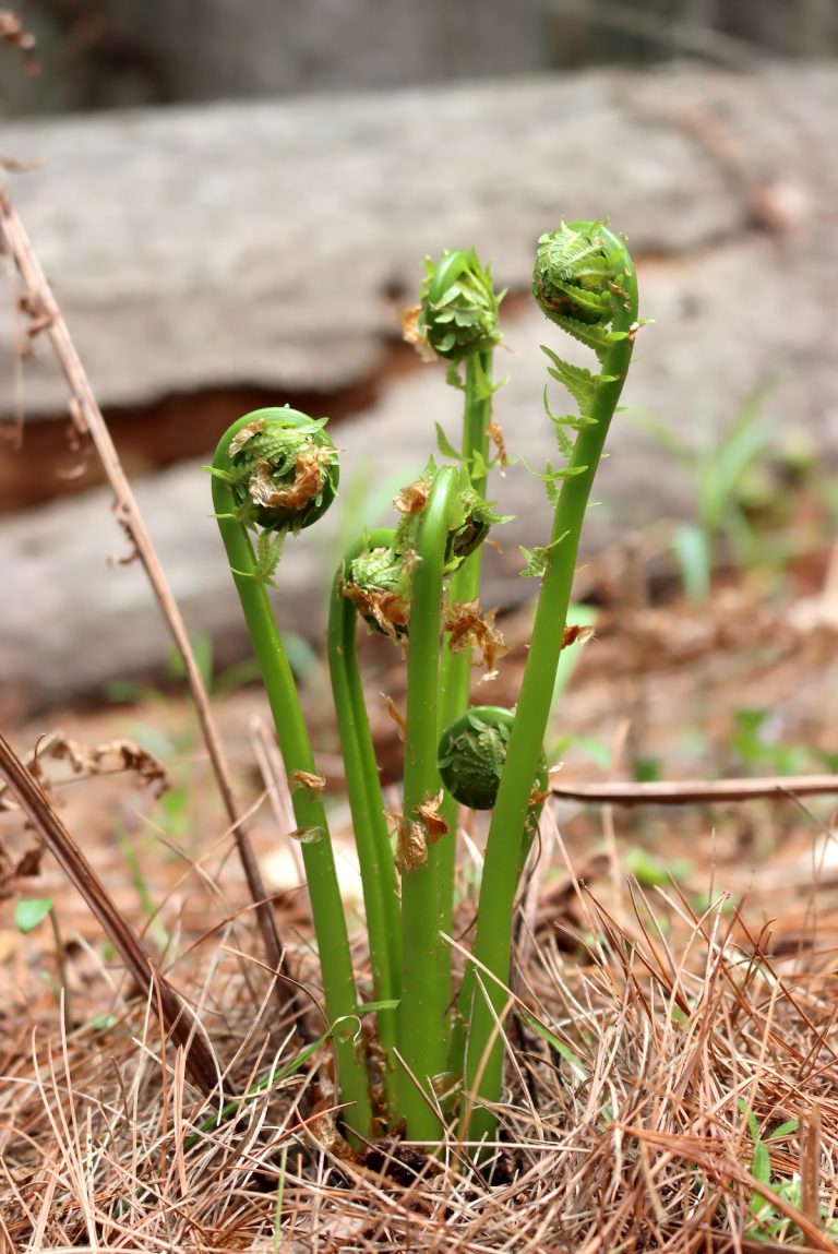 Foraging Fiddlehead Ferns (Matteuccia struthiopteris) — Practical Self ...