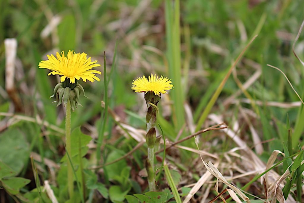 Identifying Dandelions (& Avoiding 12+ Look-Alikes) — Practical Self ...