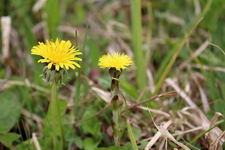 Identifying Dandelions (& Avoiding 12+ Look-Alikes) — Practical Self ...