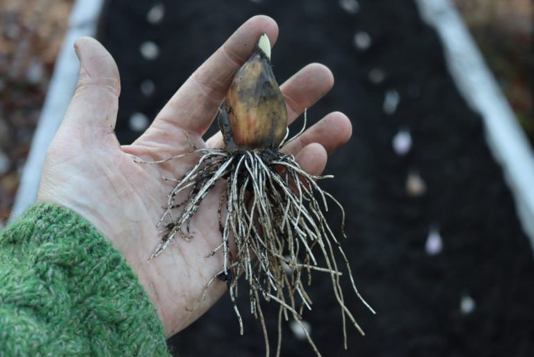 Planting Sprouted Garlic (Spring Garlic Planting) — Practical Self Reliance
