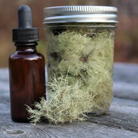 Usnea Tincture — Practical Self Reliance