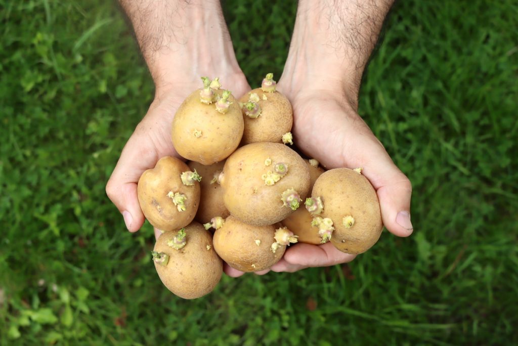 Planting Sprouted Potatoes — Practical Self Reliance