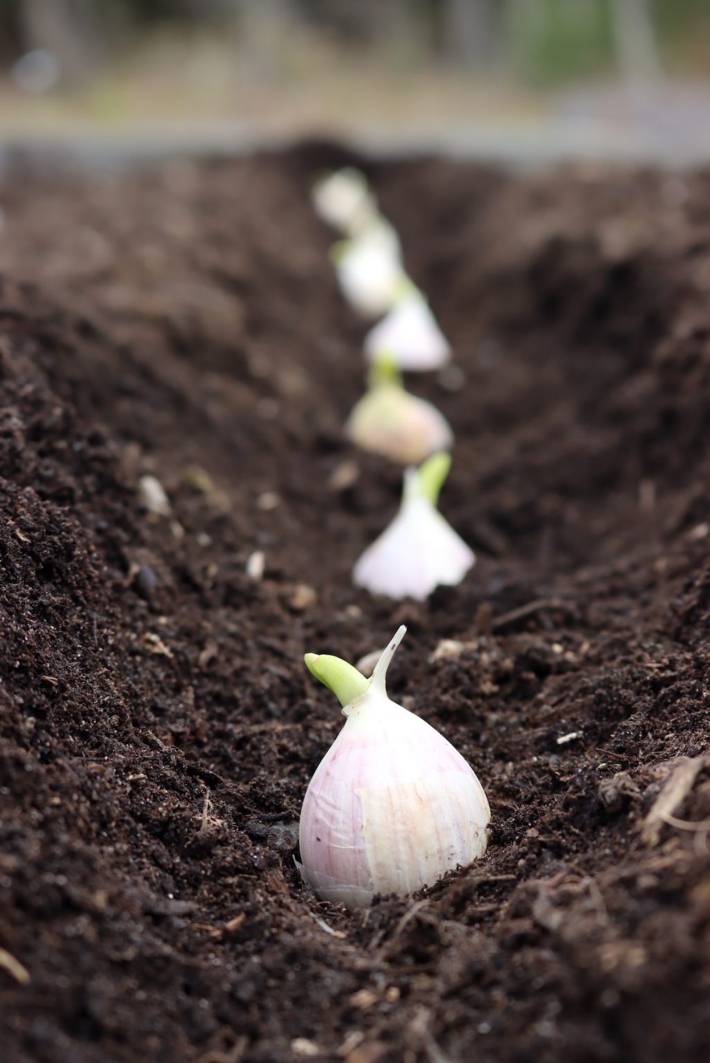 Planting Sprouted Garlic (Spring Garlic Planting) — Practical Self Reliance