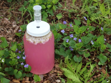 Fig Wine (& Mead) — Practical Self Reliance