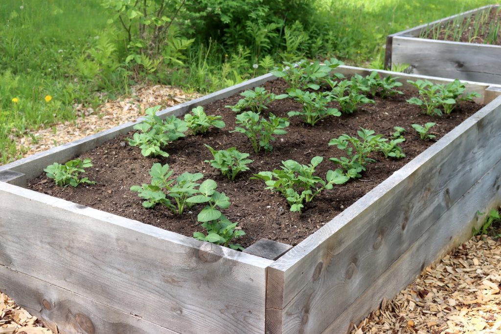 Planting Sprouted Potatoes — Practical Self Reliance