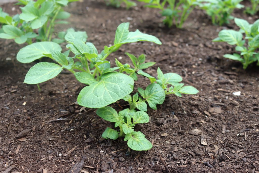 Planting Sprouted Potatoes — Practical Self Reliance