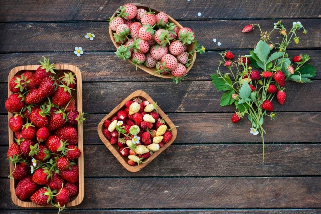 How to Grow Alpine Strawberries — Practical Self Reliance