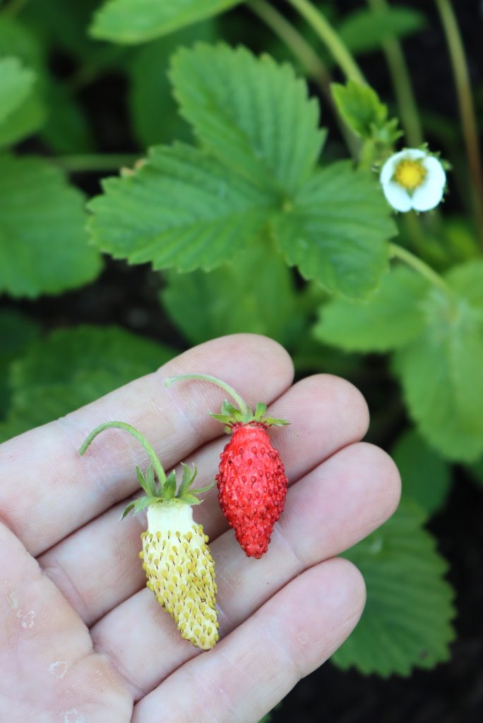 20+ Fruits That Grow in Shade — Practical Self Reliance