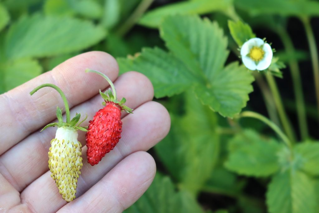 How to Grow Alpine Strawberries — Practical Self Reliance