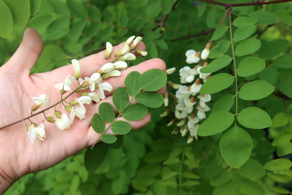 Foraging Black Locust (Robinia pseudoacacia) — Practical Self Reliance