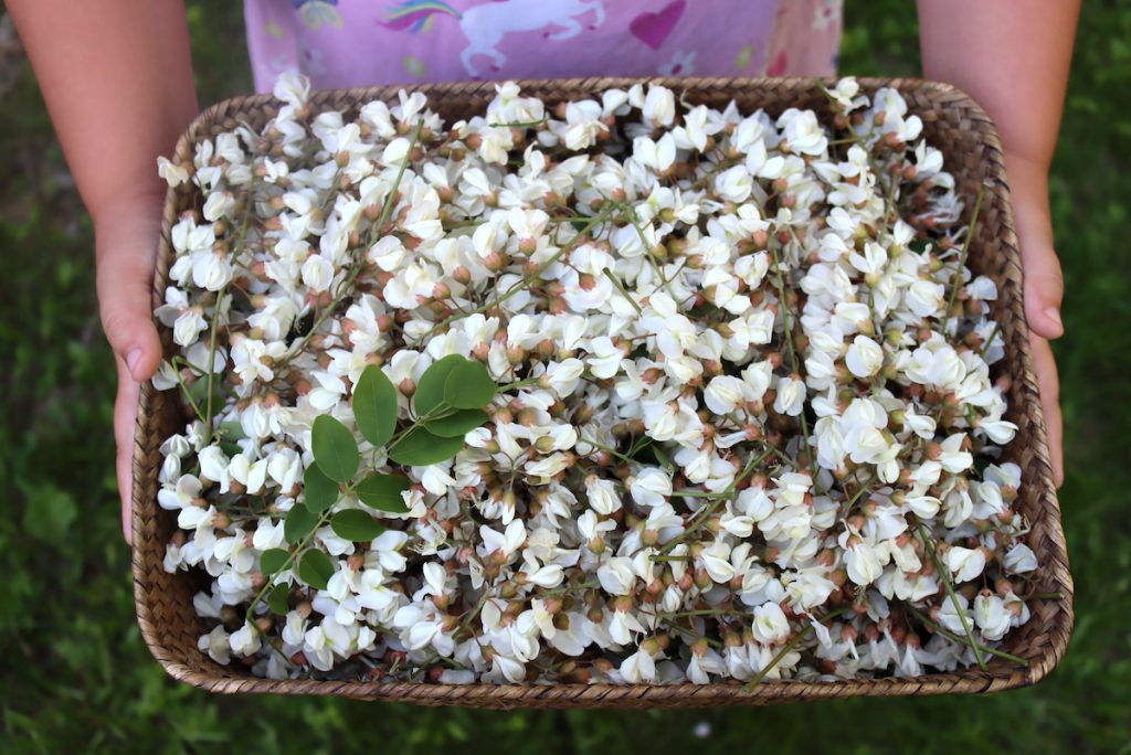 Foraging Black Locust (Robinia pseudoacacia) — Practical Self Reliance