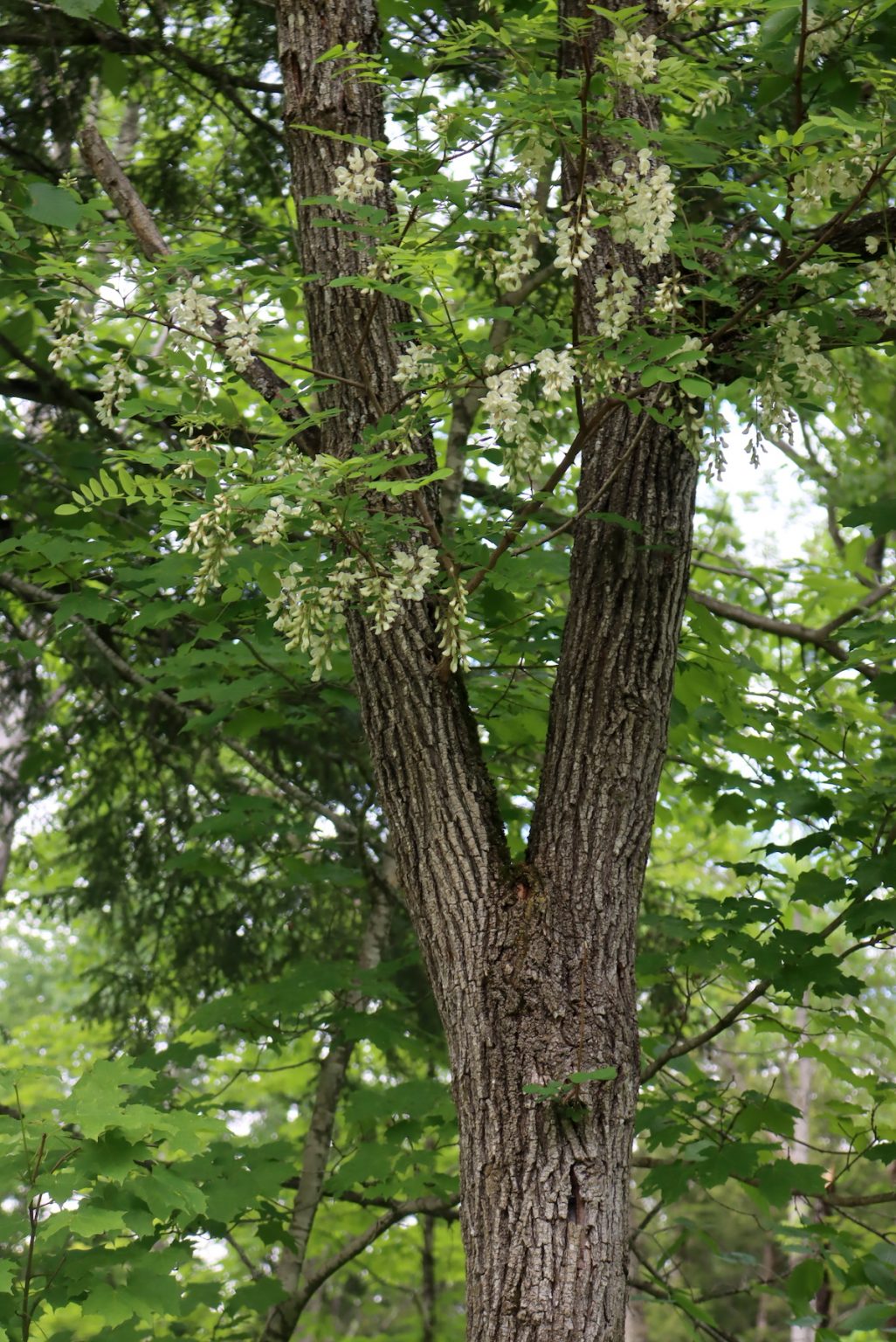 Foraging Black Locust (Robinia pseudoacacia) — Practical Self Reliance