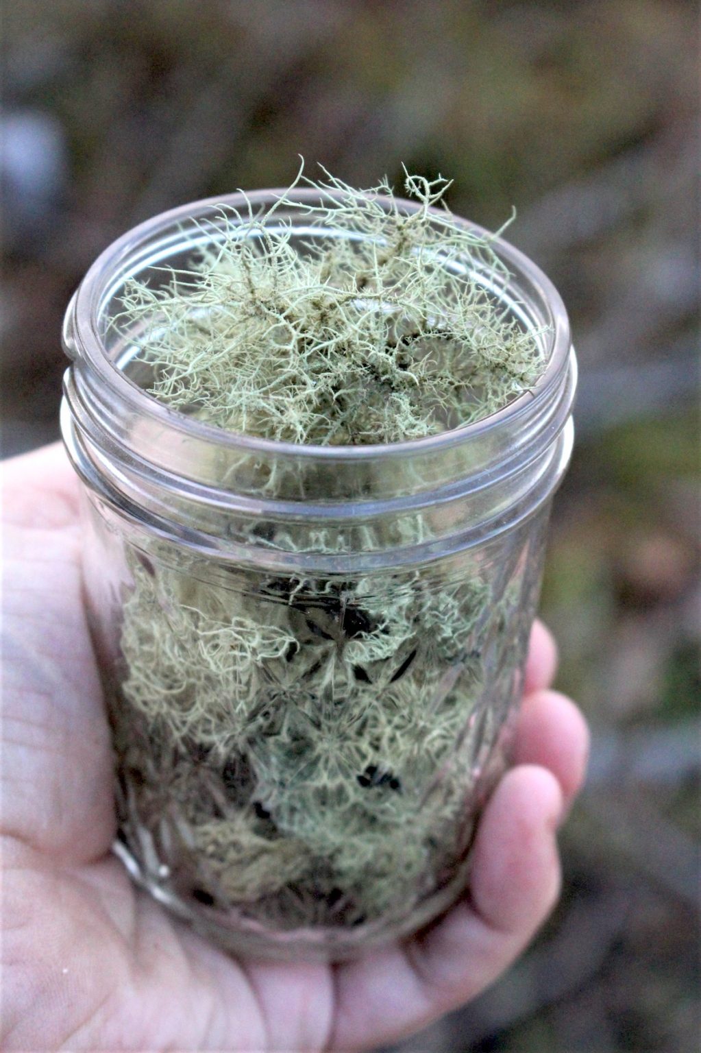 Usnea Tincture — Practical Self Reliance