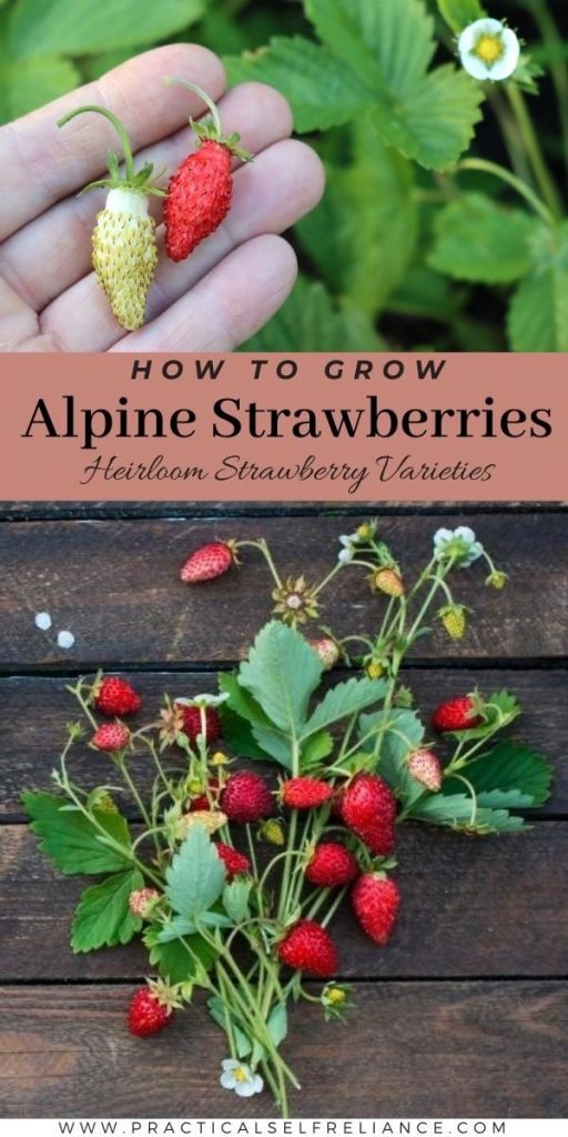 How to Grow Alpine Strawberries — Practical Self Reliance