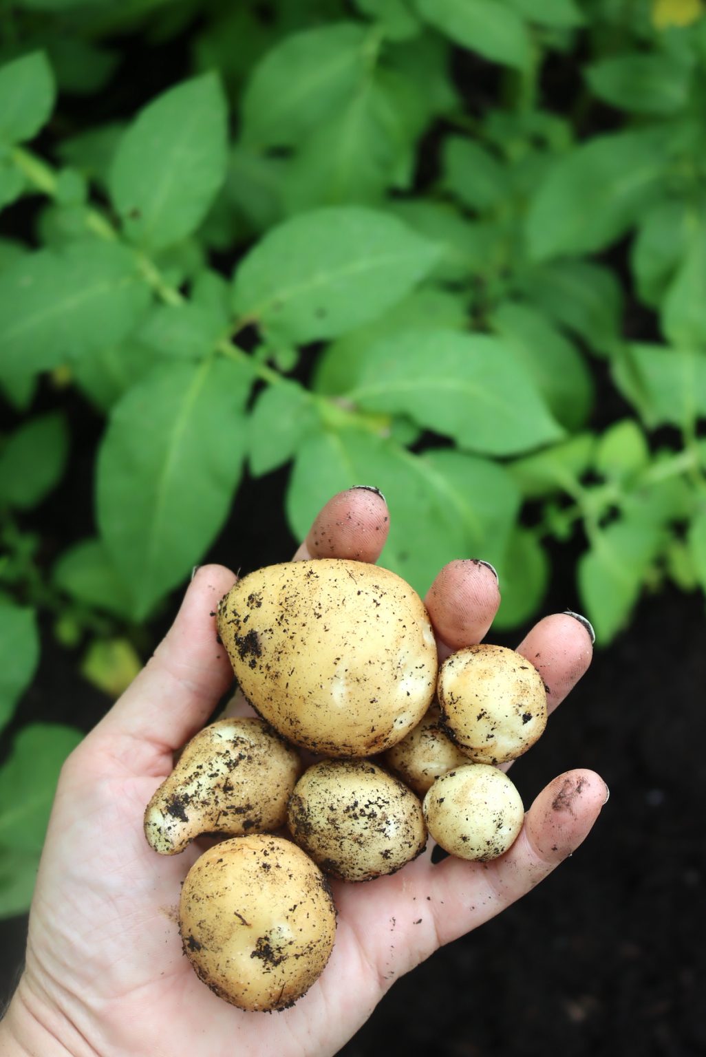 Planting Sprouted Potatoes — Practical Self Reliance