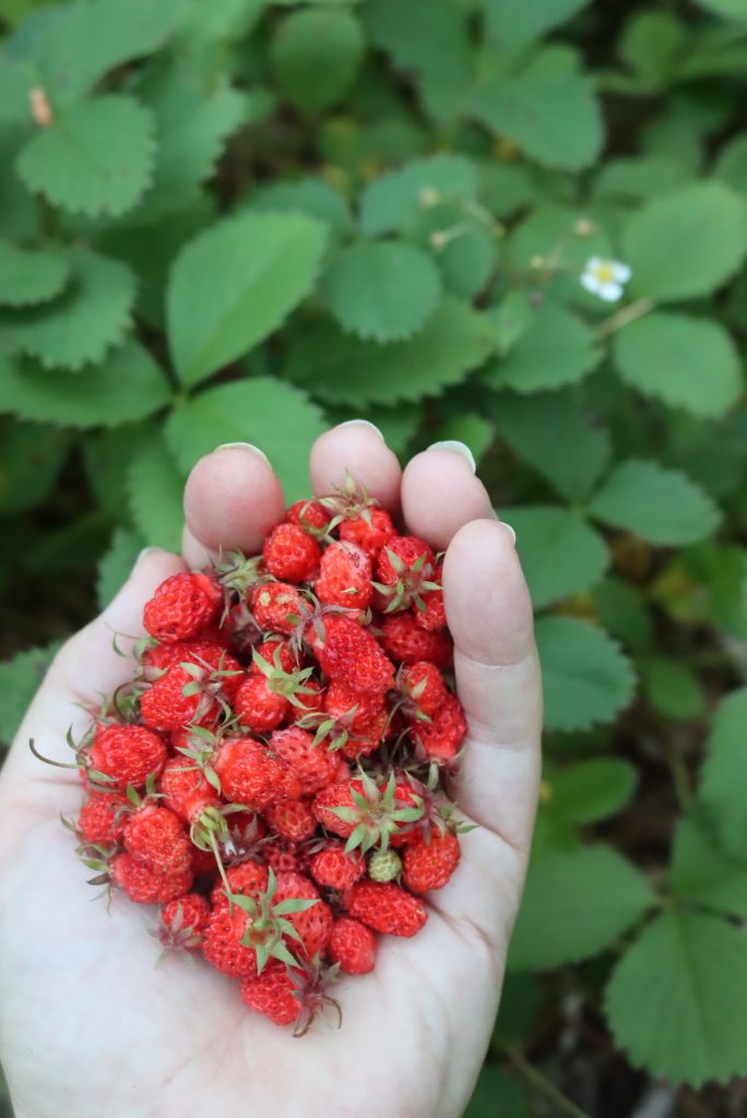 Foraging Wild Strawberries (Fragaria sp.) — Practical Self Reliance