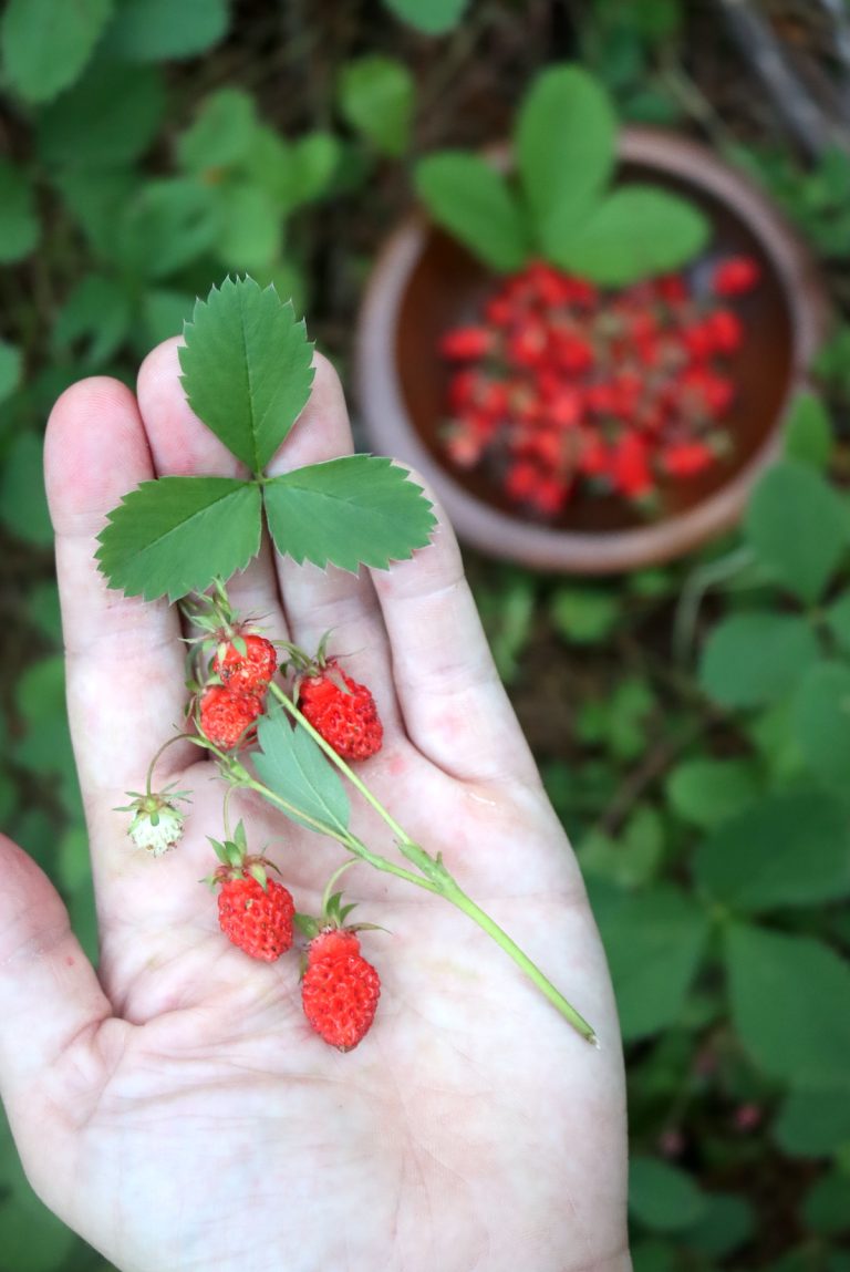 Wild Dewberries: Identification, Uses, and Benefits — Practical Self ...