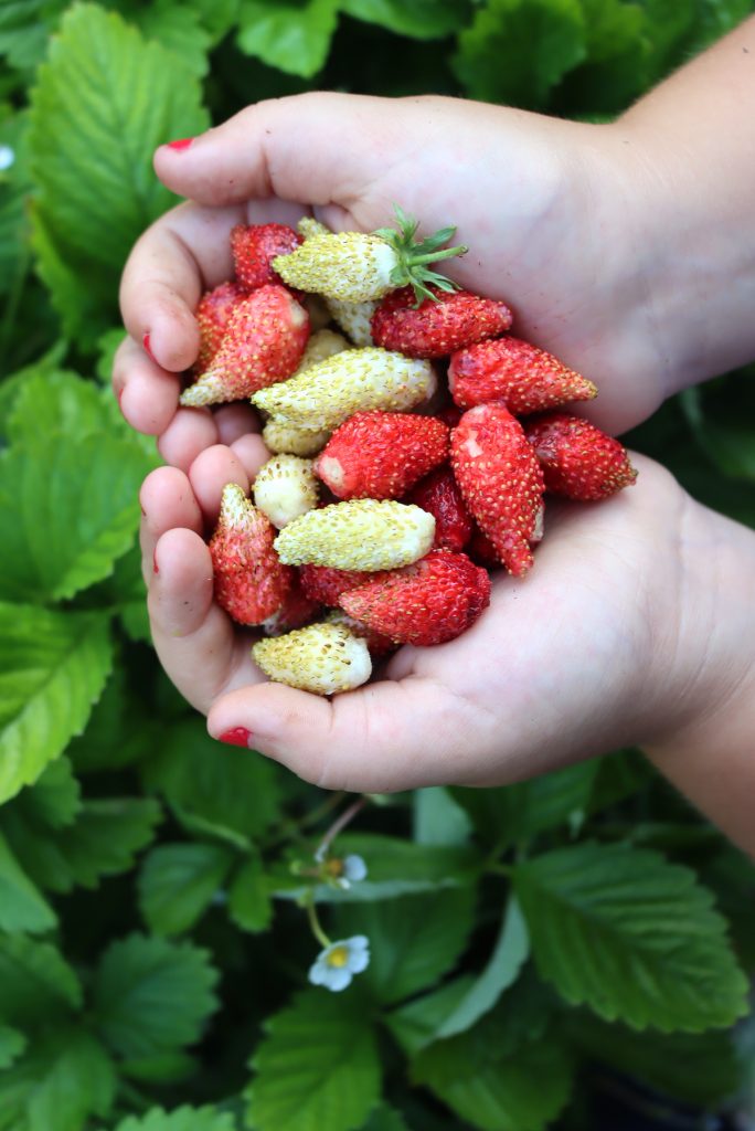 How to Grow Alpine Strawberries — Practical Self Reliance