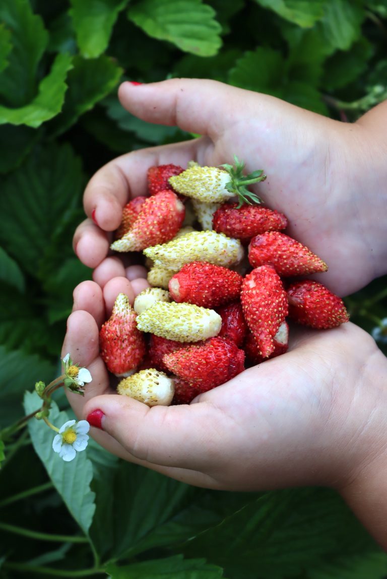 How to Grow Alpine Strawberries — Practical Self Reliance