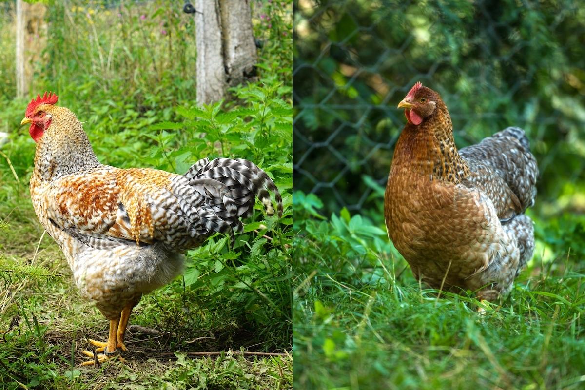 Bielefelder Chickens Breed Guide Practical Self Reliance