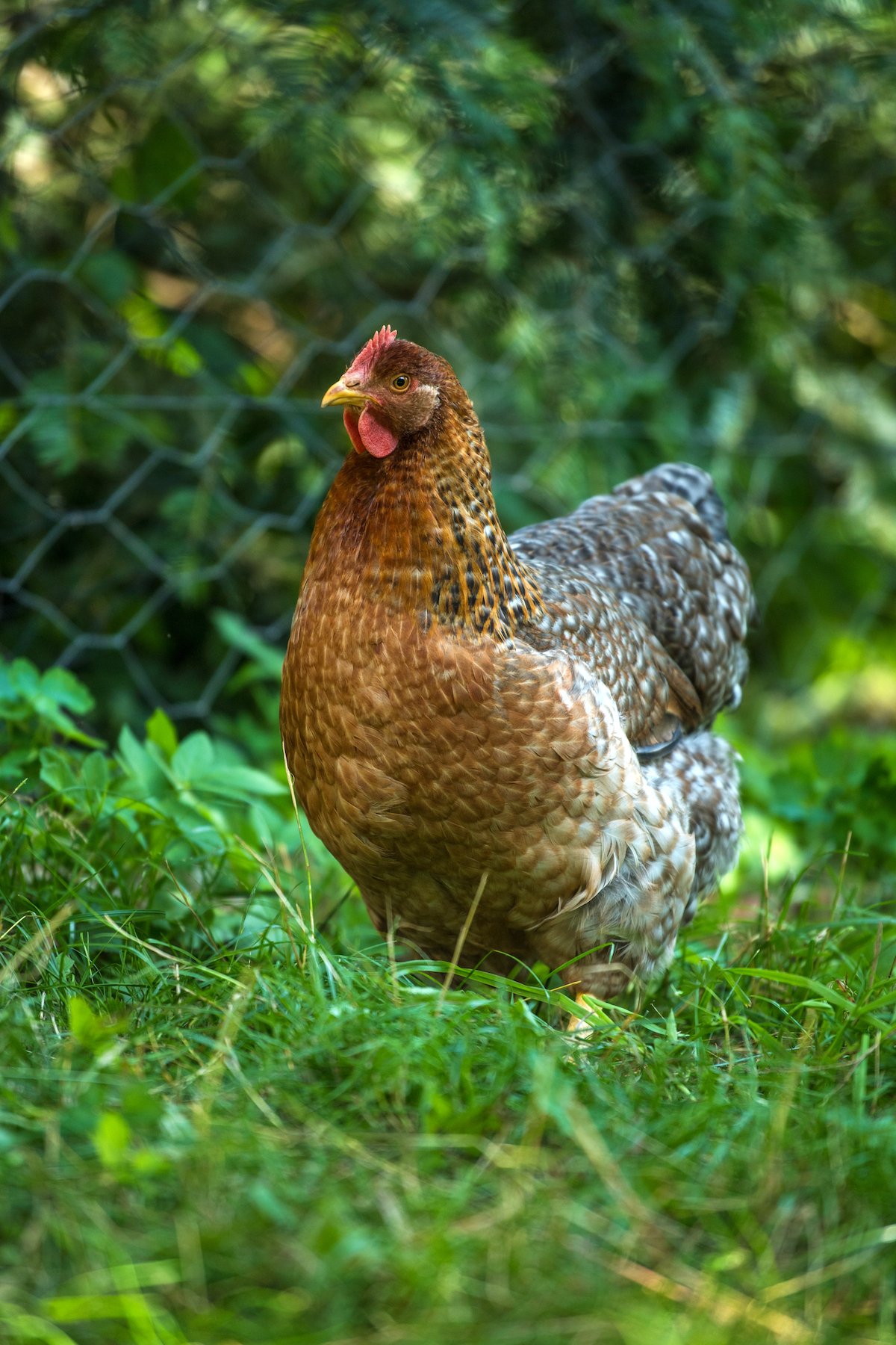 Bielefelder Chickens Breed Guide Practical Self Reliance