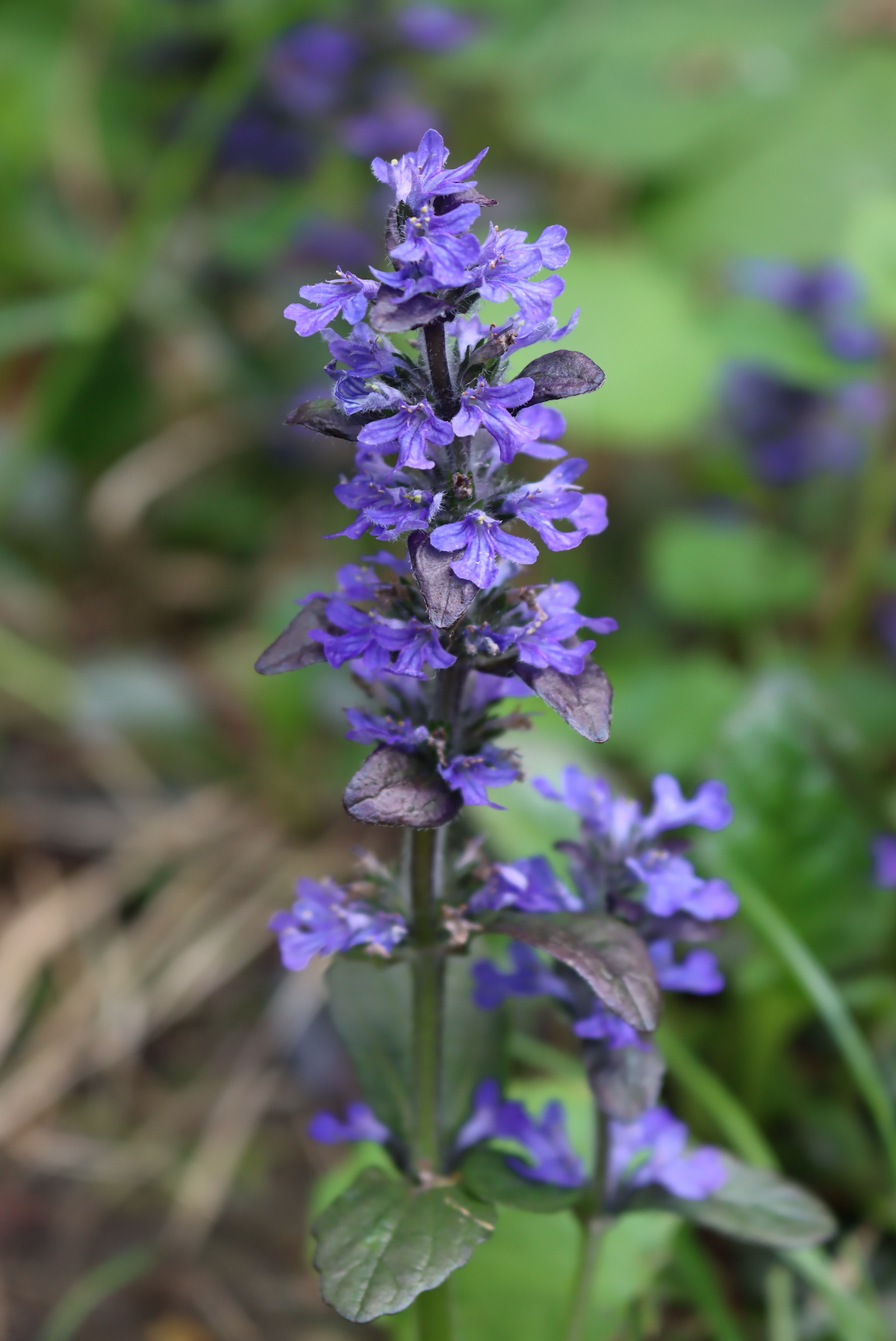 Foraging Bugleweed Ways To Use It
