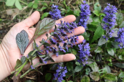 Foraging Bugleweed (& Ways to Use it) — Practical Self Reliance
